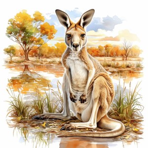 15 Australian Kangaroo Clipart Bundle, Kangaroo Prints Images ...