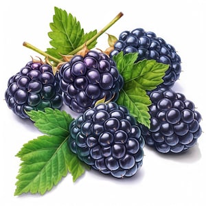 14 Blackberries Clipart Bundle, Blackberry Fruit Illustrations ...