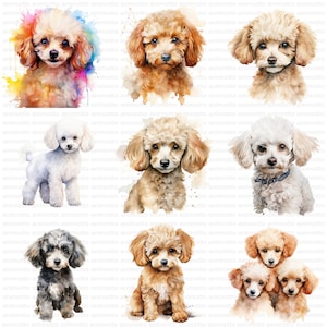 Watercolor Miniature Poodles Clipart Bundle, Cute Dog Image Set, Puppy ...