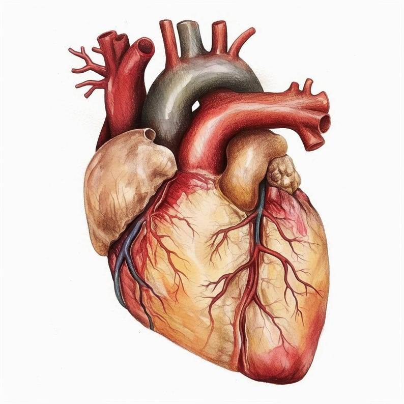 17 Realistic Heart Clipart Bundle, Anatomical Organ Graphics, Printable ...