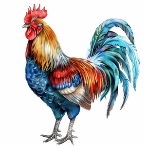 17 Colorful Rooster Clipart Bundle Set, Farm Animal Illustration ...