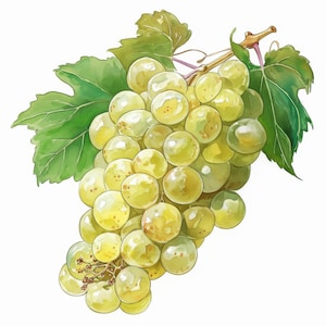 14 Bunch of Grapes Clipart Bundle, Printable Watercolor Grape Images ...