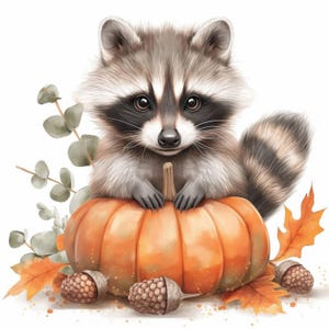 12 Cute Fall Raccoons Clipart Bundle, Autumn Raccoon Illustrations ...