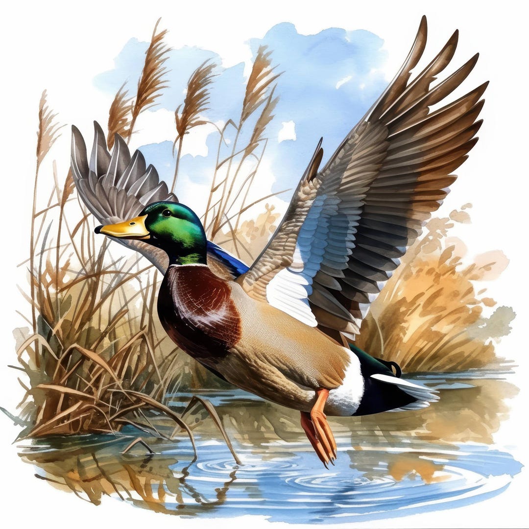 11 Mallard Duck Set 2 Clipart Bundle, Duck Flying Illustration ...