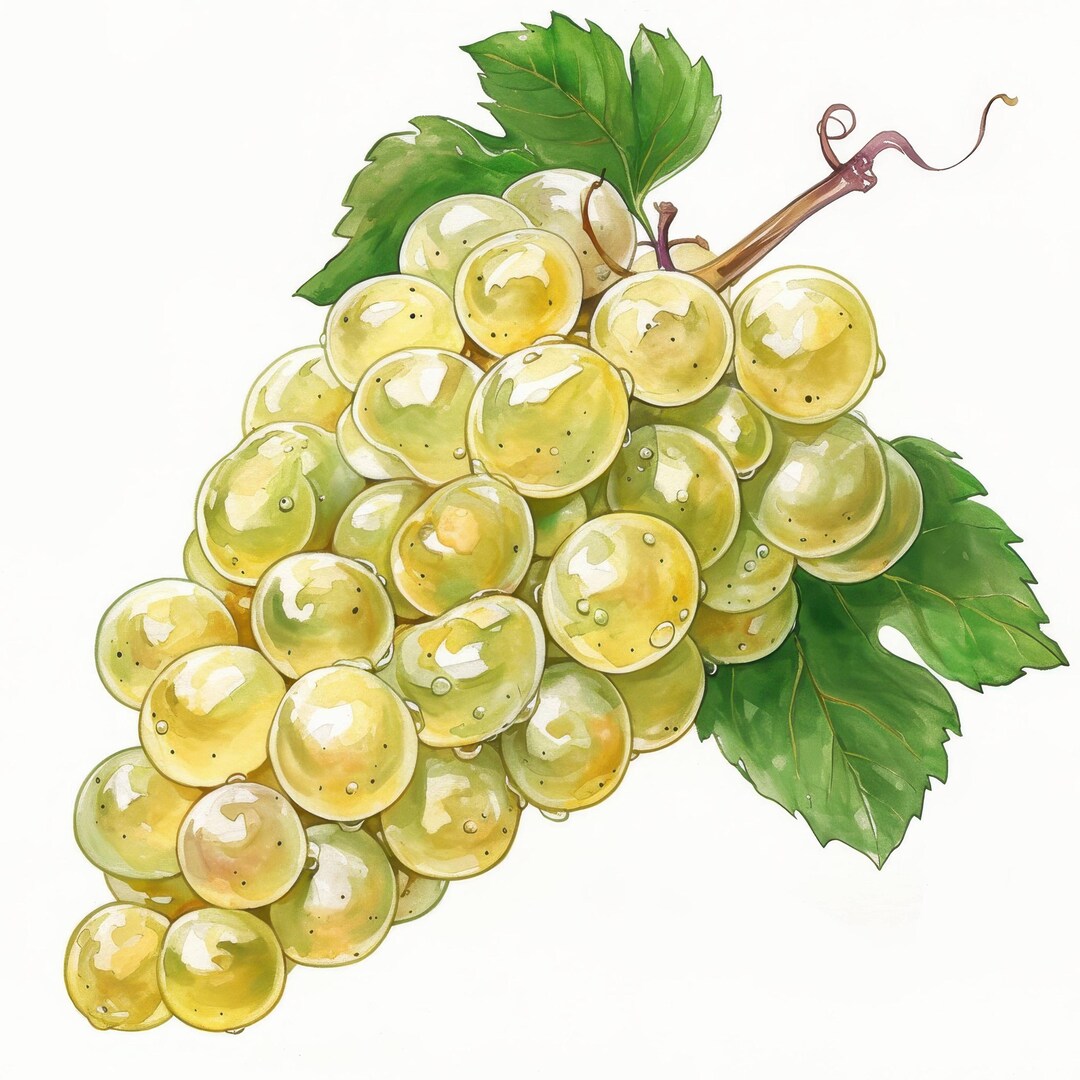 10 Bunch of White Grapes Printable Watercolor Clipart Illustrations ...