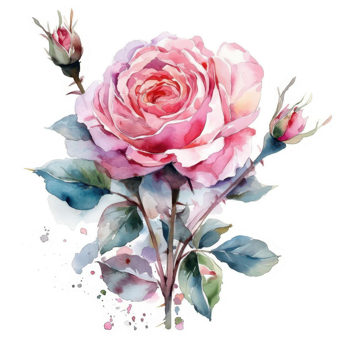 11 Red Rose Drawing Clipart, Rose Images, Printable Watercolor Clipart ...