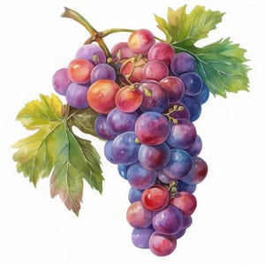 14 Bunch of Grapes Clipart Bundle, Printable Watercolor Grape Images ...