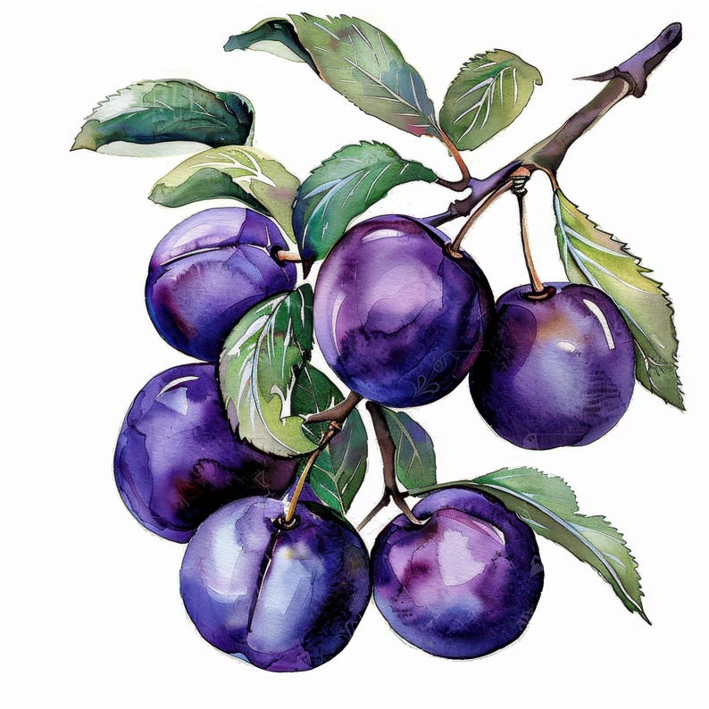 11 Plum Branch Clipart Bundle, Plum Fruit Images Illustrations ...