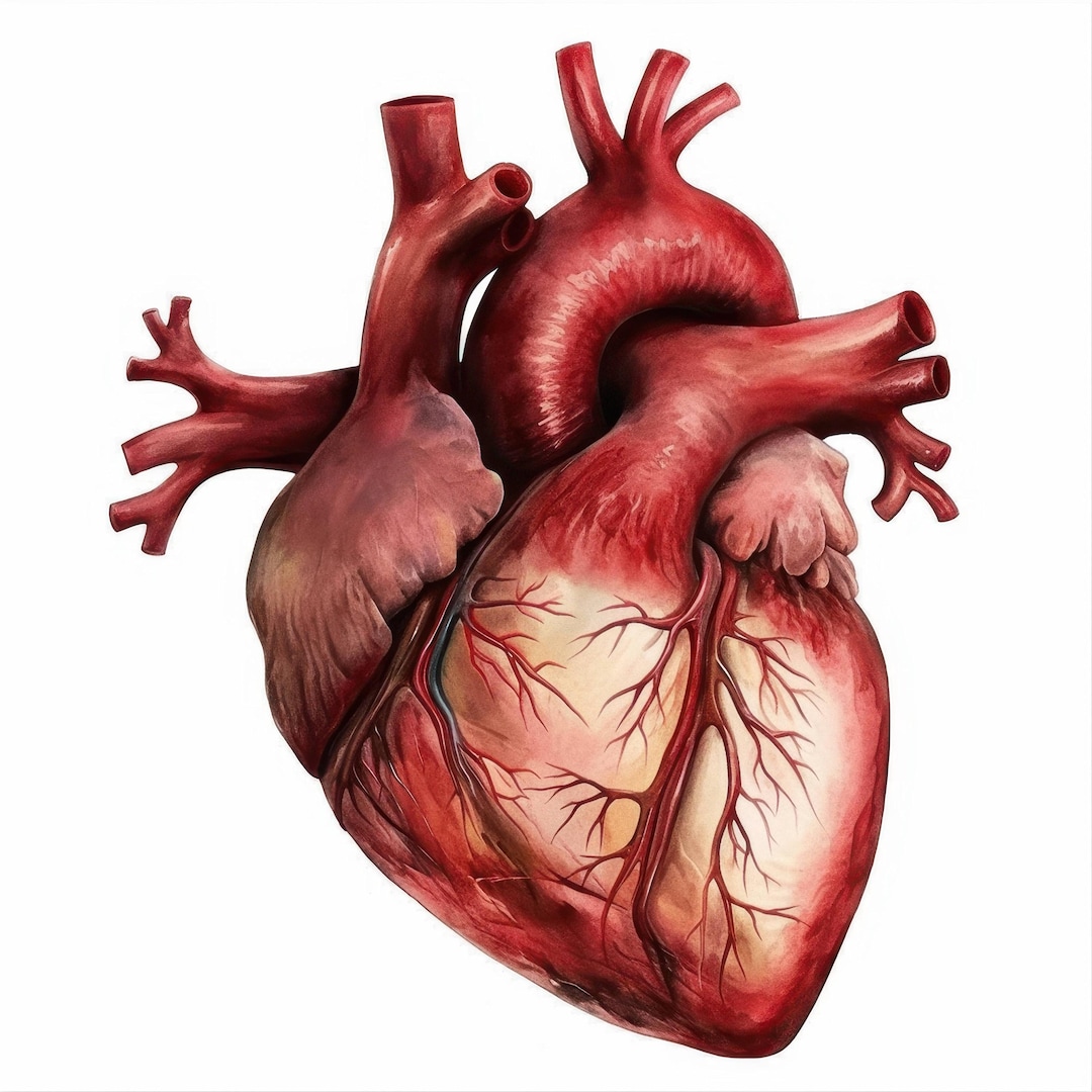 17 Realistic Heart Clipart Bundle, Anatomical Organ Graphics, Printable ...