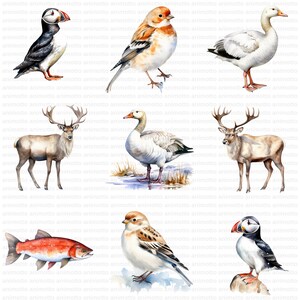 Watercolor Winter Animals Clipart Bundle, Tundra Animals Clipart Set ...