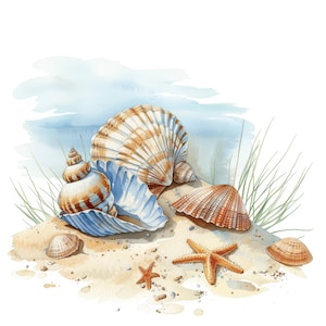 11 Watercolor Seashells and Beach Clipart, Summer Clipart, Nautical ...
