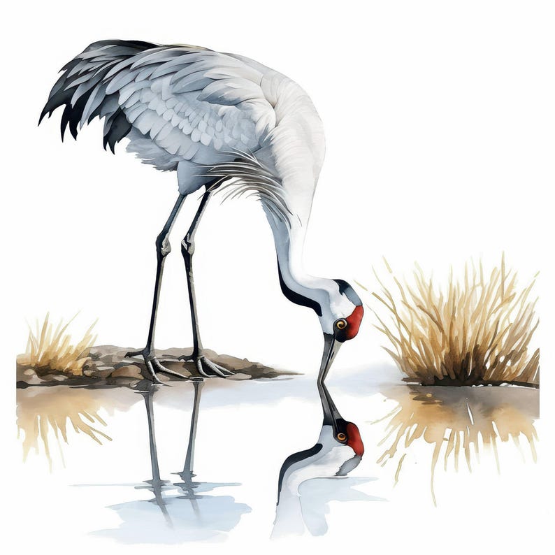 13 Crane in Water Clipart Bundle, Serene Scene Illustrations, Printable ...