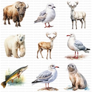 Watercolor Tundra Animals Clipart Bundle, Seal, Swan, Siberian Tiger ...