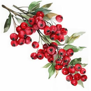 14 Cranberry Clipart Bundle, Cranberry Branch Illustrations, Printable ...