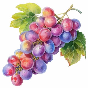 14 Bunch of Grapes Clipart Bundle, Printable Watercolor Grape Images ...