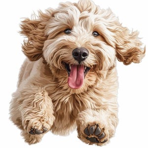 17 Goldendoodle Clipart Bundle, Dog Breed Images Illustrations ...