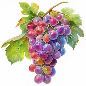 14 Bunch of Grapes Clipart Bundle, Printable Watercolor Grape Images ...