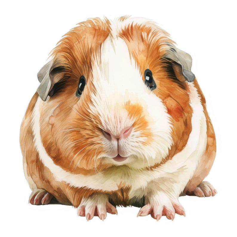 14 Guinea Pig Clipart Set, Printable Watercolor Cavy Illustration ...