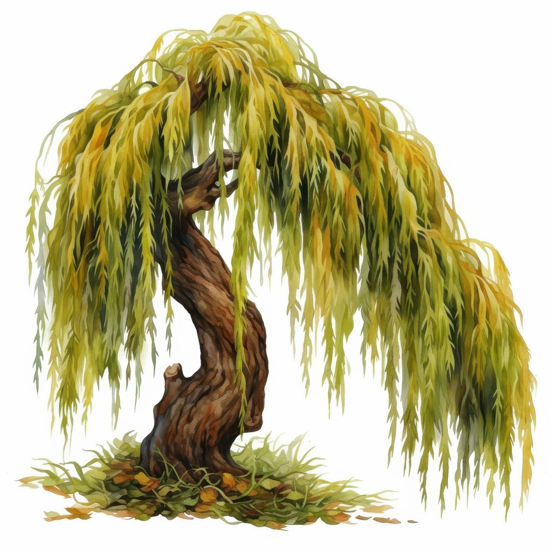 12 Willow Tree Clipart Bundle Set 2, Nature Tree Illustrations ...