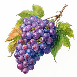 14 Bunch of Grapes Clipart Bundle, Printable Watercolor Grape Images ...