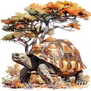 16 Tortoise Clipart Bundle, Turtle Print Images Illustrations ...