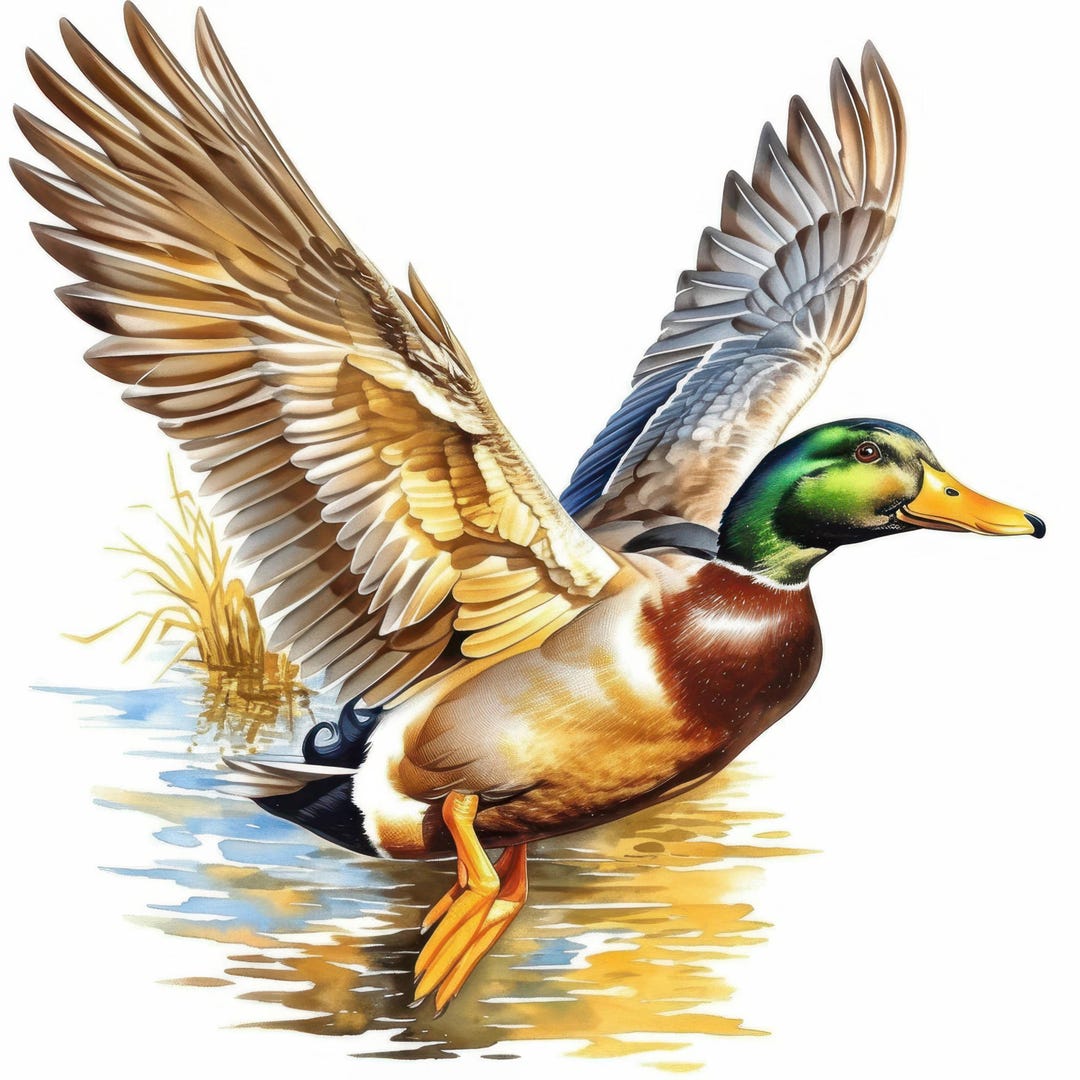 14 Wild Duck Clipart Illustration Bundle, Printable Watercolor Mallard ...