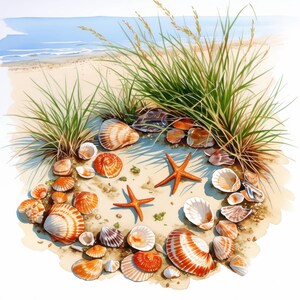 14 Summer Seashells Clipart Bundle, Seashell Prints Illustrations ...