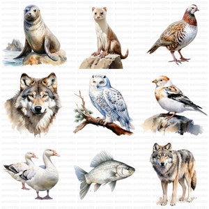 Watercolor Tundra Animals Clipart Bundle, Seal, Swan, Siberian Tiger ...