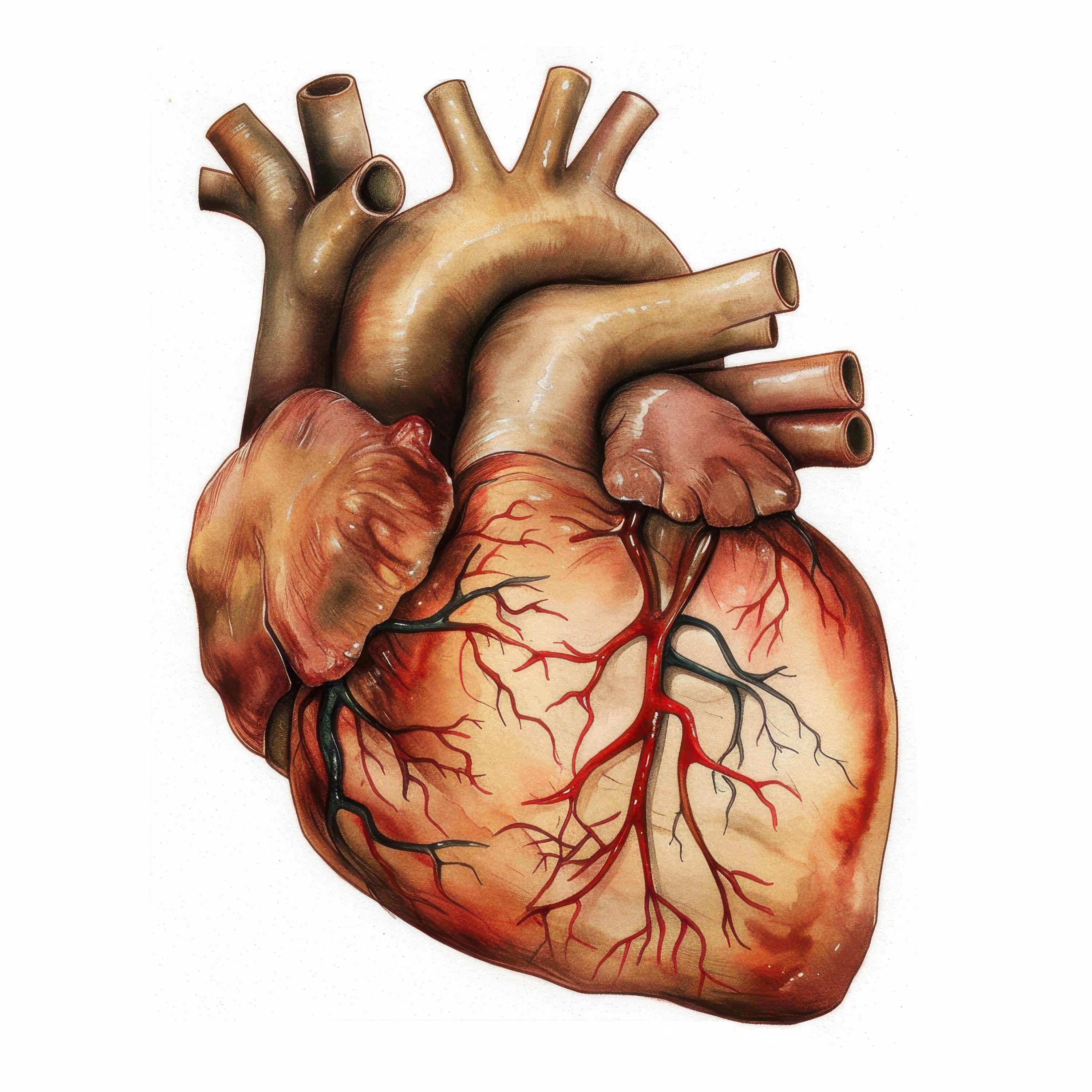 17 Realistic Heart Clipart Bundle, Anatomical Organ Graphics, Printable ...