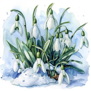 14 Snowdrops Clipart Bundle , Spring Flowers Clipart Set, Printable ...