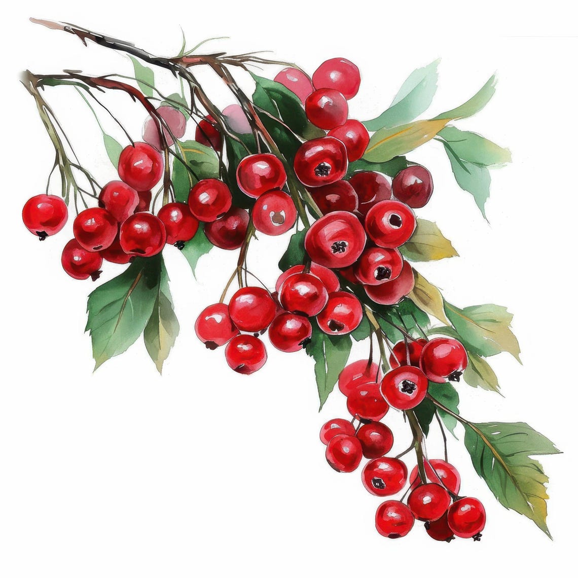14 Cranberry Clipart Bundle, Cranberry Branch Illustrations, Printable ...