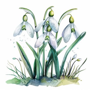 14 Snowdrops Clipart Bundle , Spring Flowers Clipart Set, Printable ...