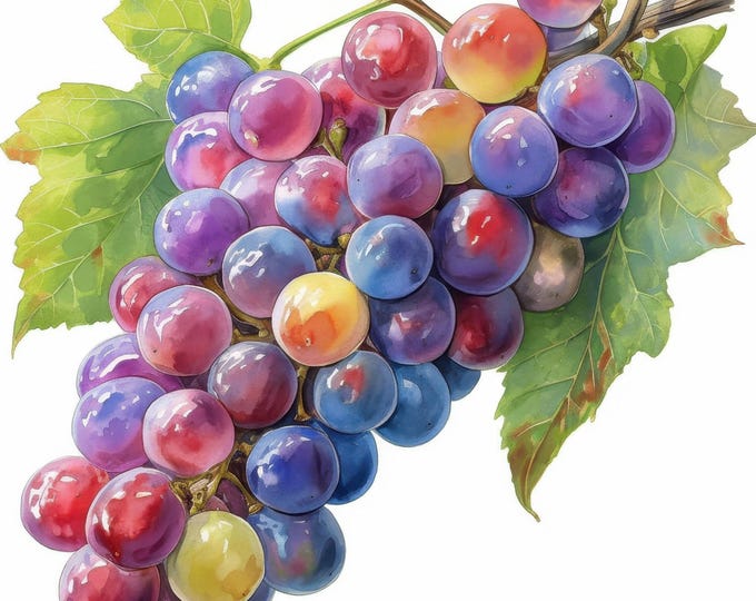 10 Bunch of Grapes Clipart, Bundle of Grapes, Printable Watercolor ...