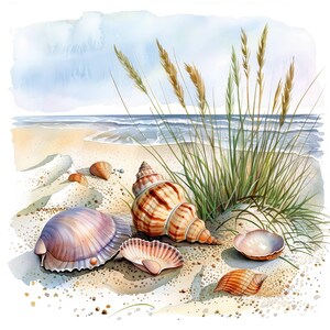 11 Watercolor Seashells and Beach Clipart, Summer Clipart, Nautical ...