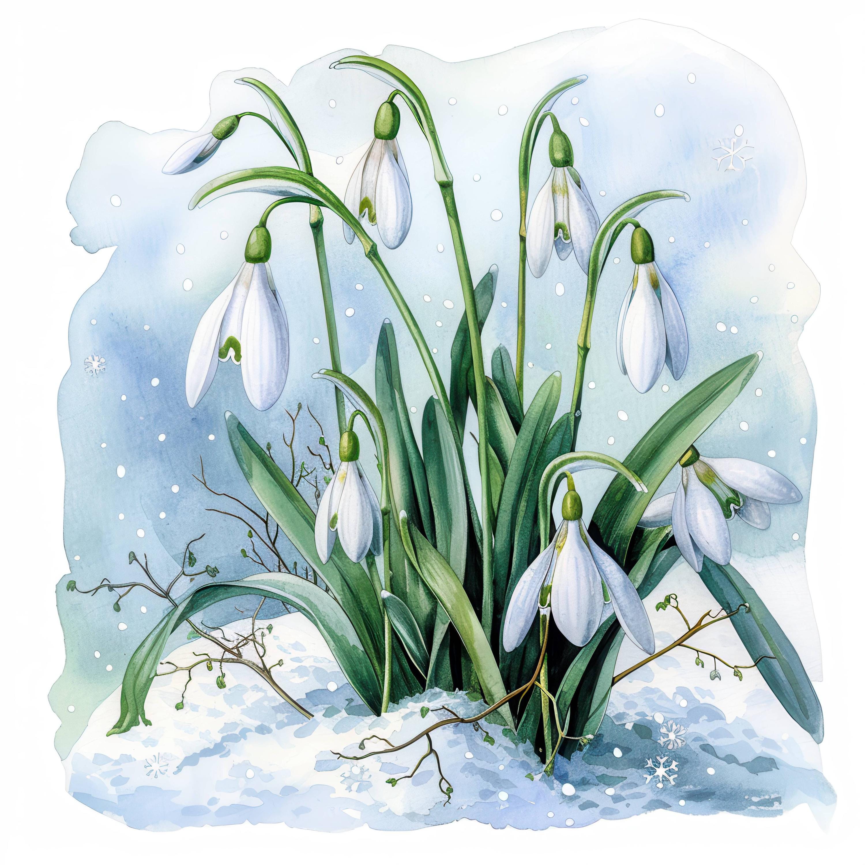 14 Snowdrops Clipart Bundle , Spring Flowers Clipart Set, Printable ...