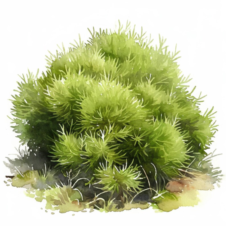14 Moss Magic Clipart Bundle, Enchanting Nature Illustrations ...