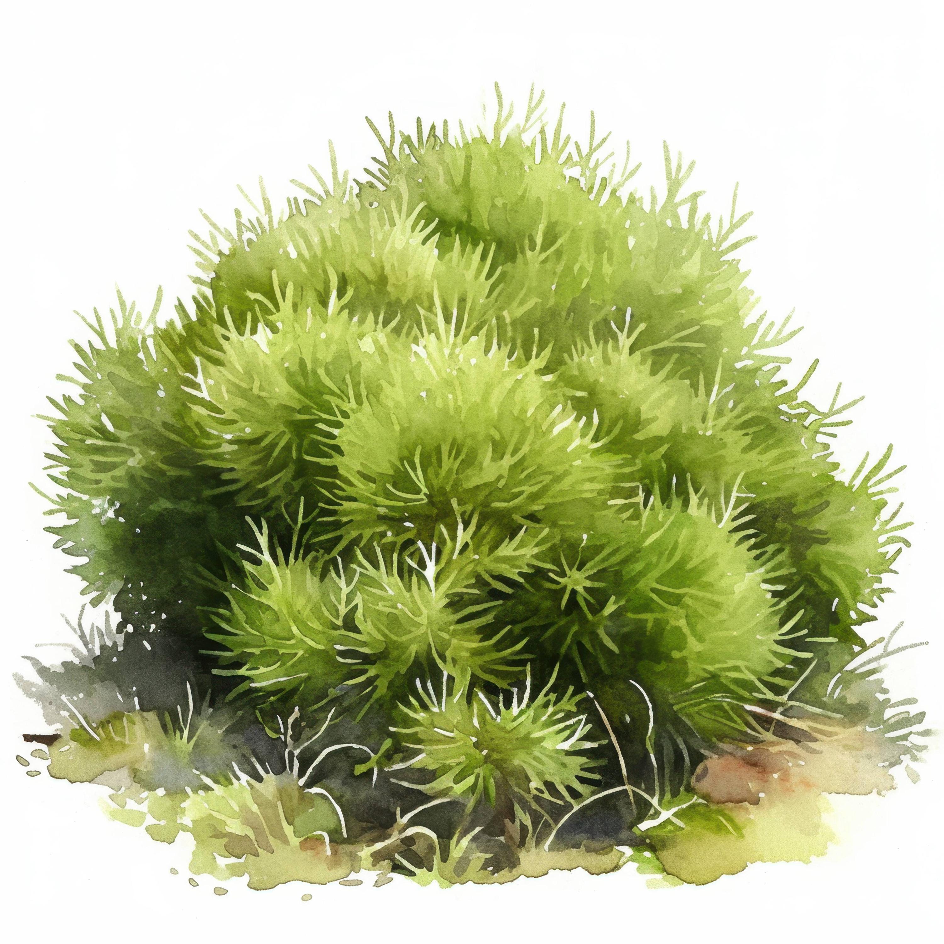 14 Moss Magic Clipart Bundle, Enchanting Nature Illustrations ...