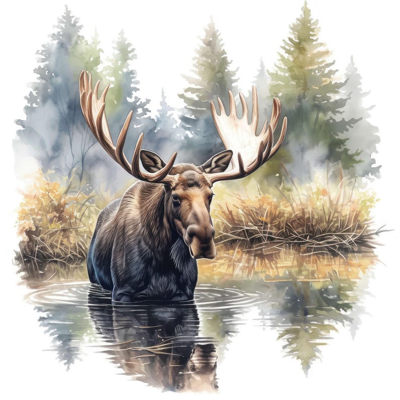 14 Moose in Swamp Clipart Set, Printable Watercolor Moose Art Clipart ...