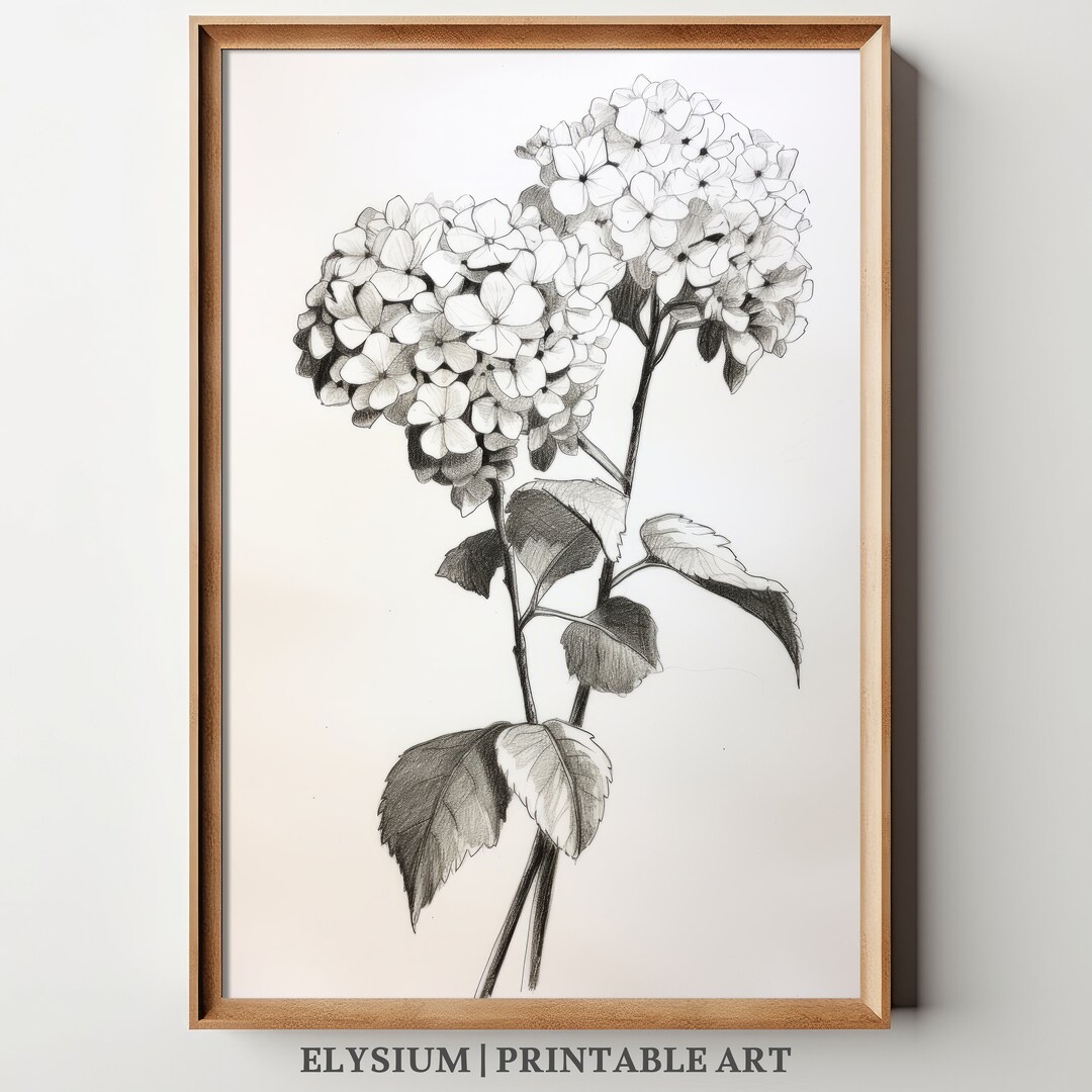 Hydrangea Flower Print, Sketch Art, Vintage Print, Printable Wall Art ...