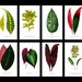Vintage Leaf Prints Digital Download Botanical Wall Art Antique Plant ...