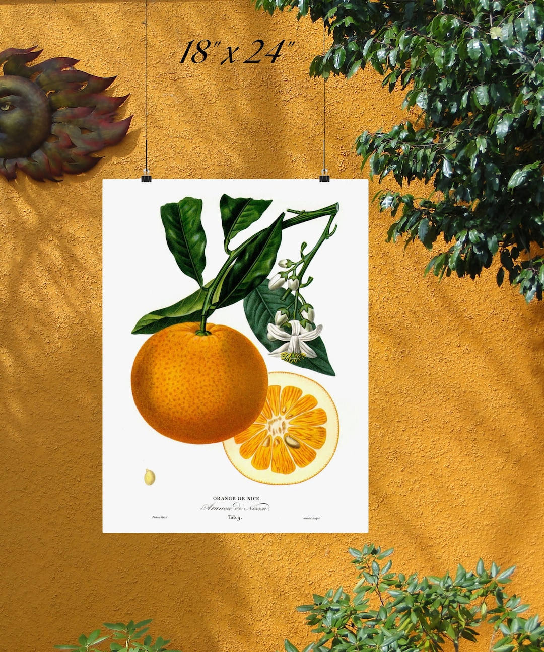 Botanical Orange Poster Print, French Citrus Art, Vintage Kitchen Wall ...