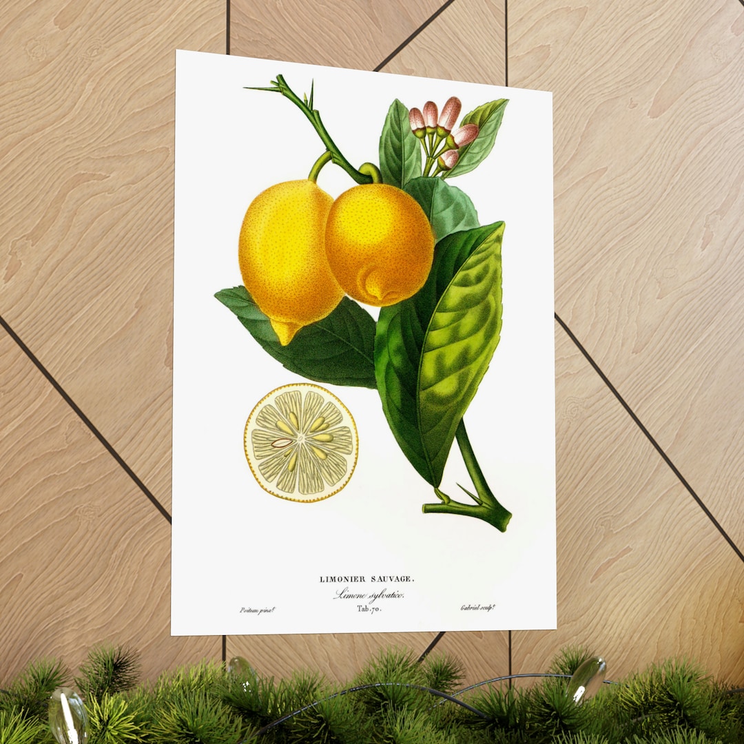 Chef's Citrus Poster Gastronomy Décor Art Print Design Artwork Gift ...