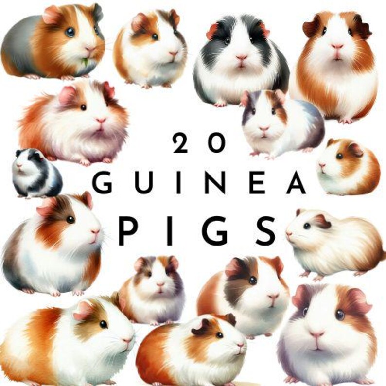 Guinea Pig Clipart Guinea Pigs PNG Guinea Pig Illustrations Watercolor ...