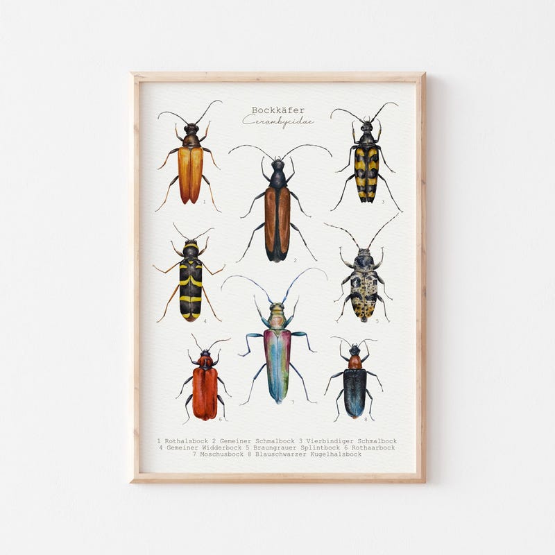 Nature Beetle Poster - Etsy UK