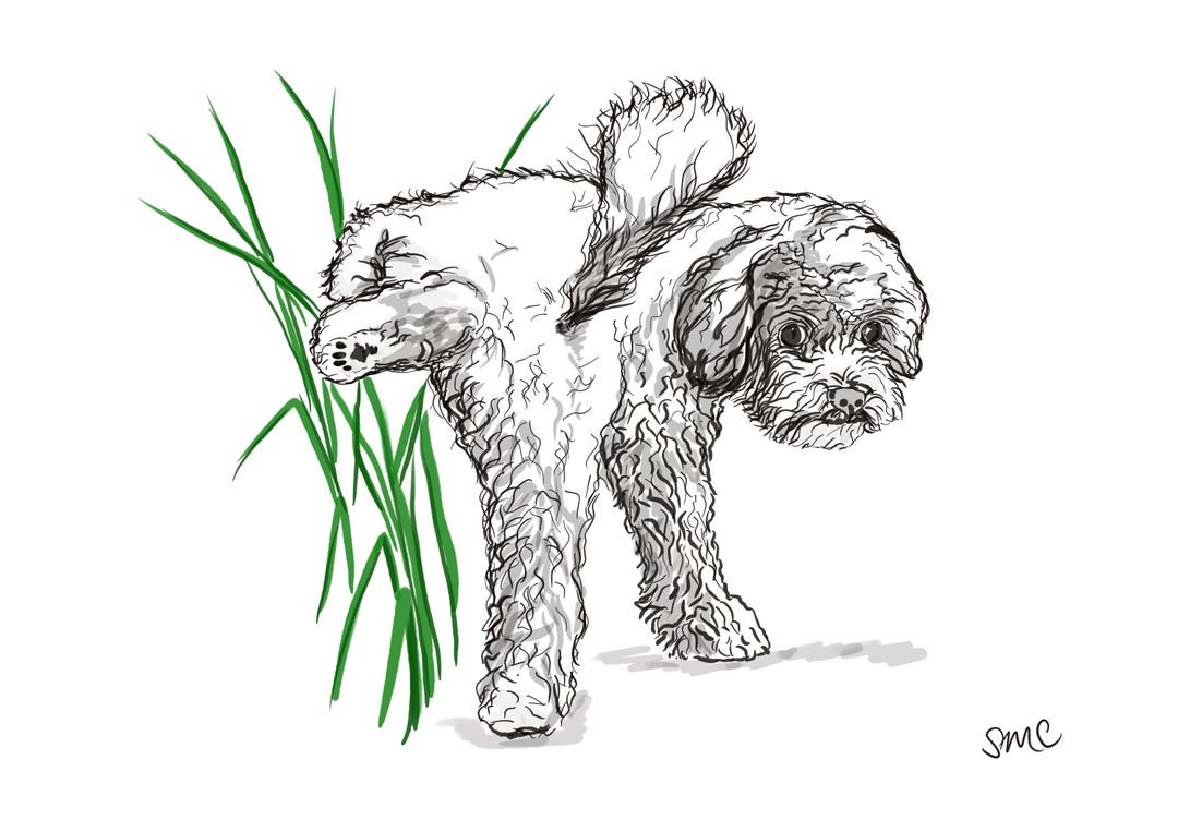 A Digital Sketch of a Cute Poodle Taking a Pee. - Etsy