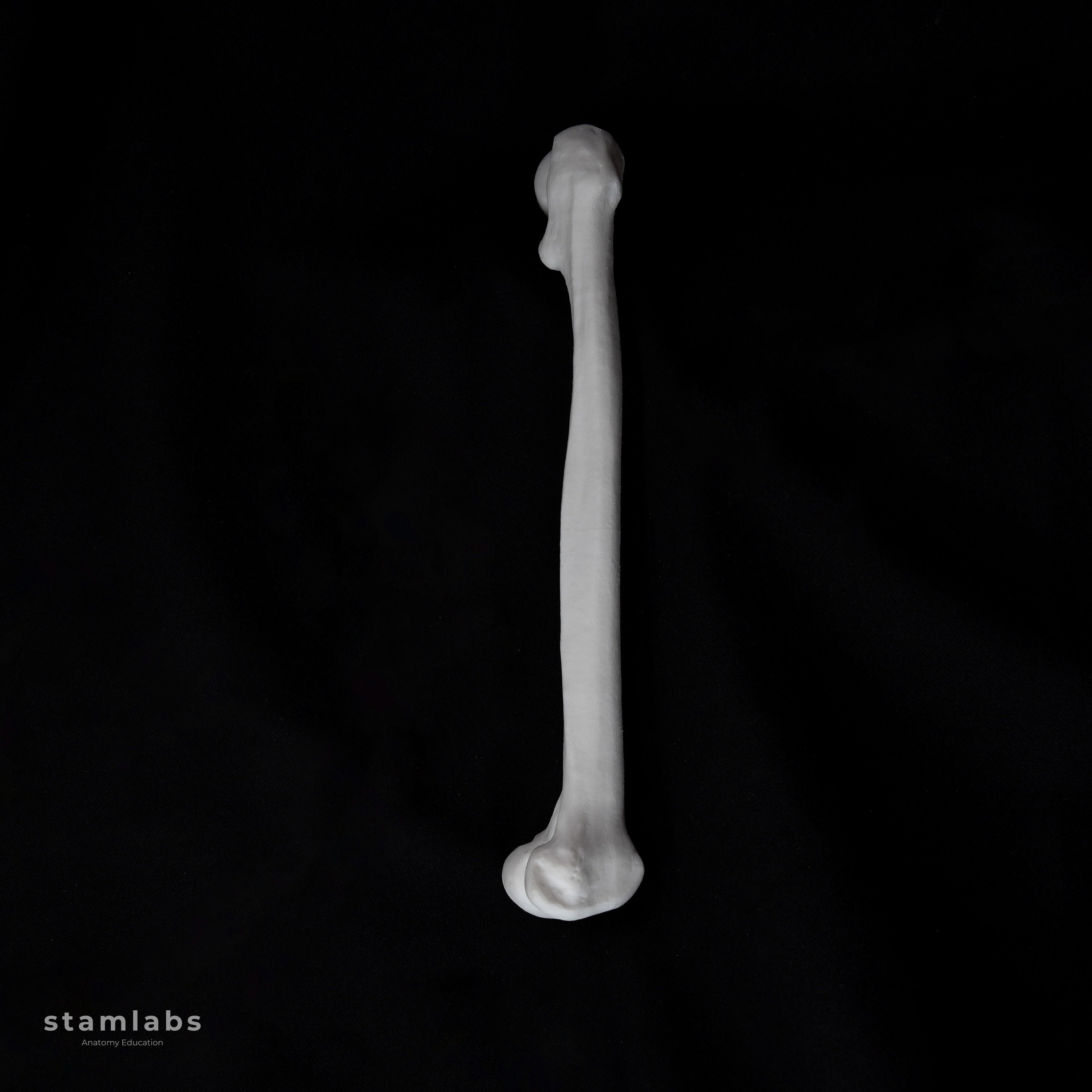 Premium 3D Printed Anatomical Model: Right Femur – Detailed Bone ...