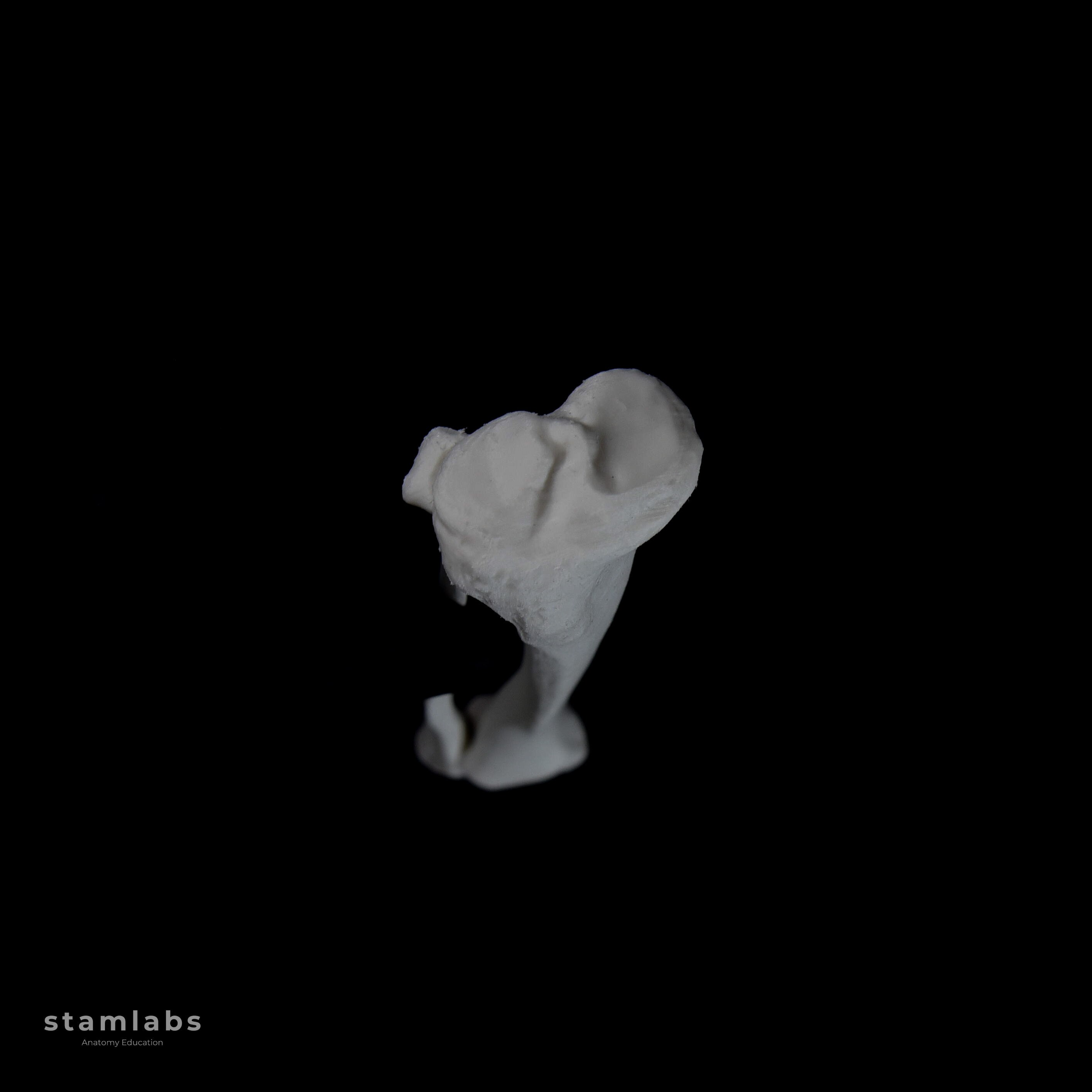 Premium 3D Printed Tibia and Fibula Anatomical Model - Detailed Bone ...