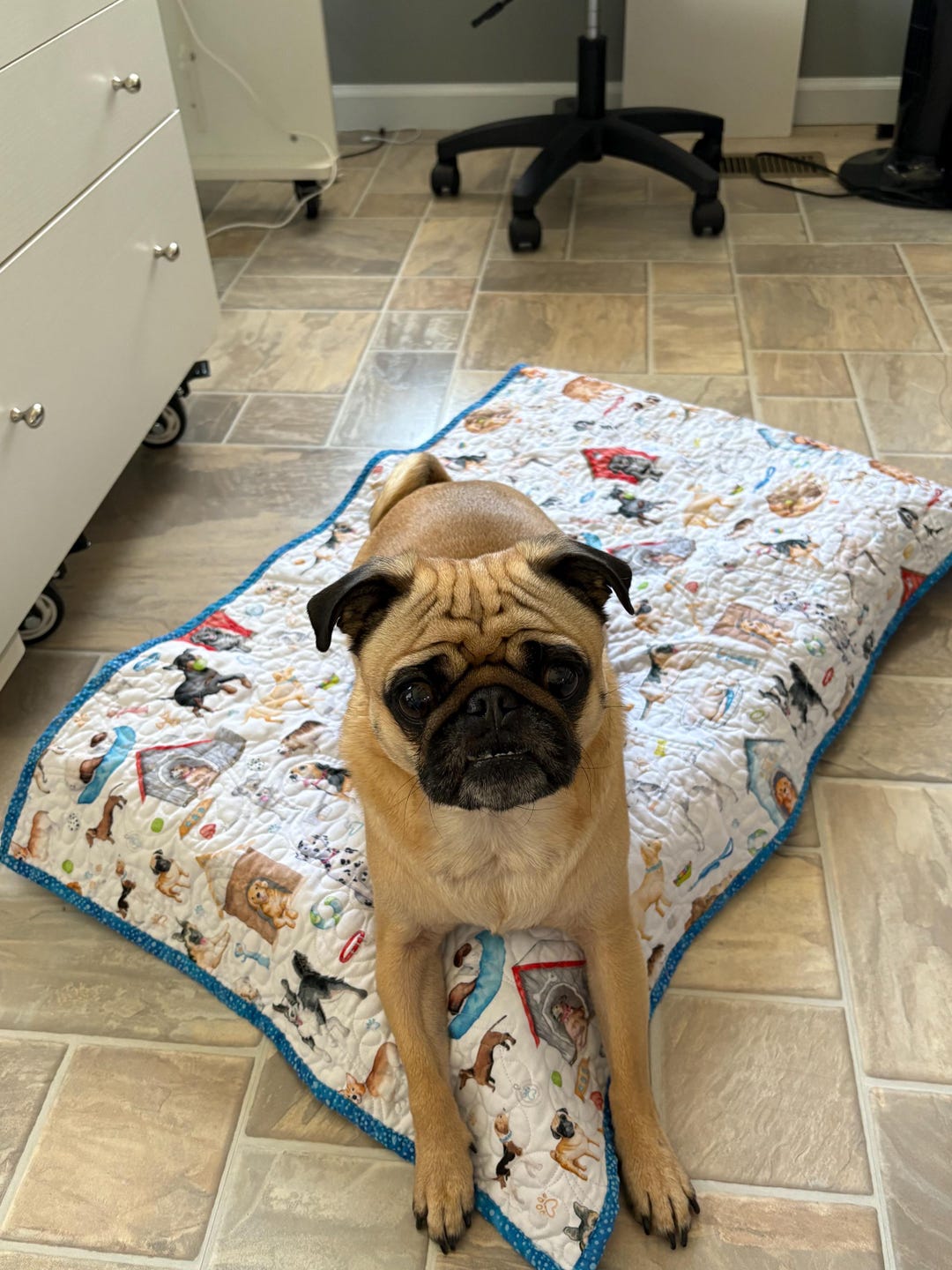 ALL DOGS Quilt - 39”x24” Pet Accessories, Dog Quilt, Puppy Quilt, Dog ...