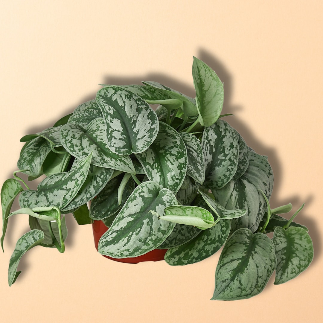 Silver Splash Scindapsus Pictus 'exotica' Easy Houseplant Live Plant in ...