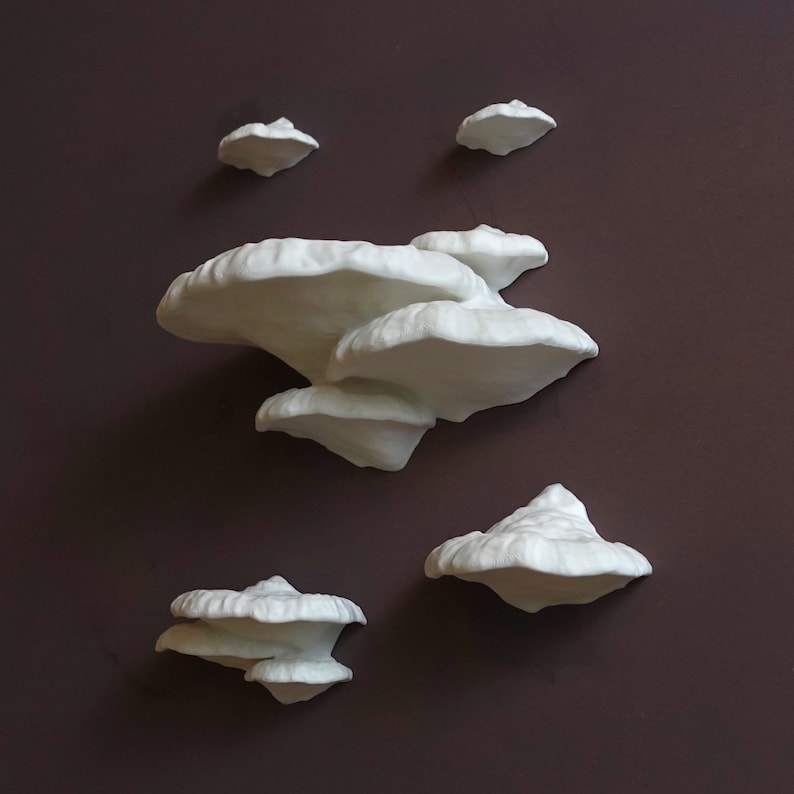 Pinicula Fungus Mushroom Shelf Designed by Gazzaladra - Etsy